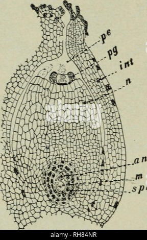 Pine female cone showing ovules. Photomicrograph Stock Photo - Alamy