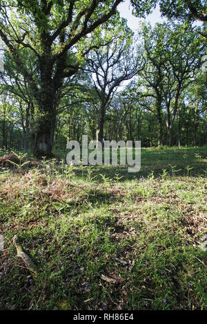 Bluebells in Broomy Inclosure New Forest National Park Hampshire ...