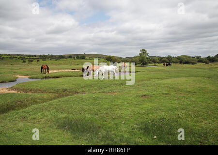 Latchmore Brook showing the course of the old stream Latchmore Bottom ...