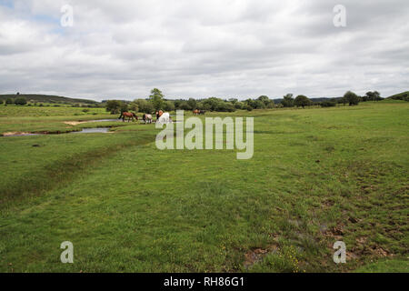 Ponies beside Latchmore Brook showing the course of the old stream ...