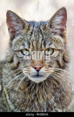 European wildcat / wild cat (Felis silvestris silvestris) hunting in ...