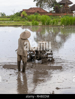 Plowing rice fields with walking tractor Stock Photo - Alamy