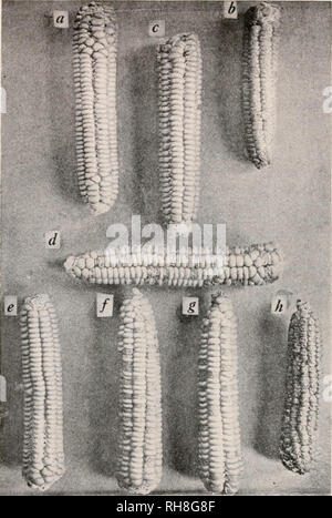 . Botany for agricultural students . Botany. 548 HEREDITY. Fig. 477 ...