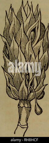 Botany of the Southern states . fruit, with a hardened peri-carp ...