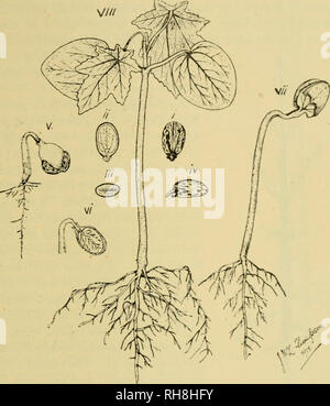. Botany of the living plant. Botany. Fig. c(. Charlock {Brassica ...