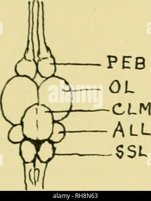 . Brain and body of fish; a study of brain pattern in relation to ...