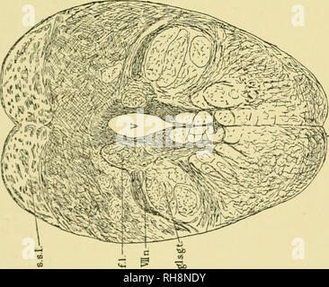 . Brain and body of fish; a study of brain pattern in relation to ...