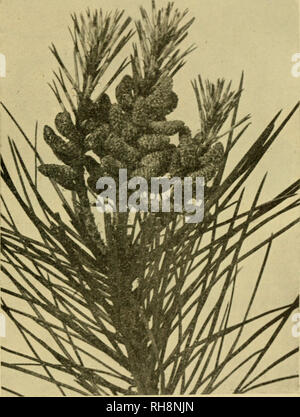 Pinus nigra Arnold Pinus nigra Arnold Stock Photo - Alamy