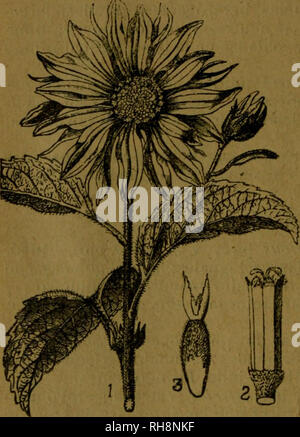 'Estudio de la flor del geranio' by Josep Mirabent Gatell is a ...