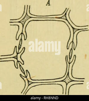 . Botany of the living plant. Botany. CONIFERAE: THE SCOTS PINE 311 ...