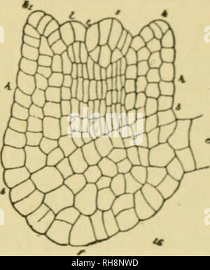 . Botany of the living plant. Botany; Plants. 412 BOTANY OF THE LIVING ...