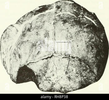 . The brain in hominid evolution. Human evolution; Brain; Fossil ...