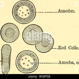 Colored and colorless blood cells Stock Photo - Alamy