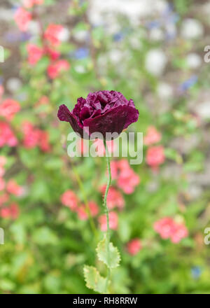 Black peony poppy (Papaver somniferum) flower closeup in full bloom and ...