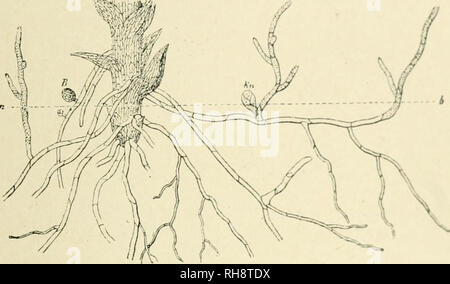 . Botany of the living plant. Botany; Plants. MUSCI AND HEPATICAE 467 ...
