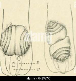 . Botany of the living plant. Botany. CONIFERAE: THE SCOTS PINE 311 ...