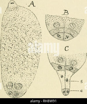 . Botany of the living plant. Botany. CONIFERAE: THE SCOTS PINE 311 ...