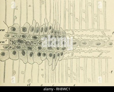 . Botany of the living plant. Botany. CONIFERAE: THE SCOTS PINE 311 ...