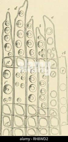 . Botany of the living plant. Botany. CONIFERAE: THE SCOTS PINE 311 ...