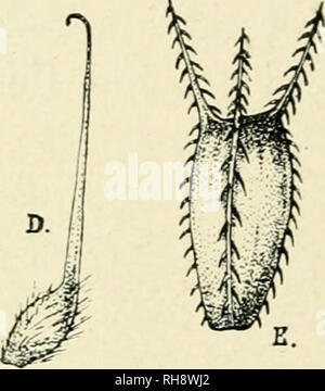 . Botany of the living plant. Botany. 238 BOTANY OF THE LIVING PLANT ...