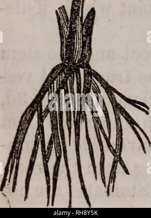 Botany of the Southern states . he different forms of the poly-petalous ...