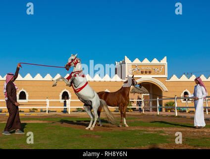 Arabian horse - rearing Stock Photo - Alamy