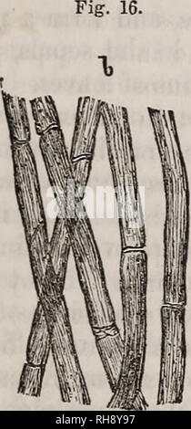 Magnified fibers of silk wool and cotton Stock Photo - Alamy