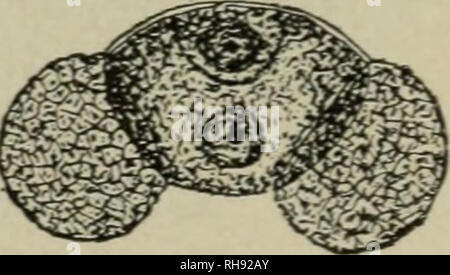 Pollen cones in clusters on the tip of branches of lodgepole pine Pinus ...