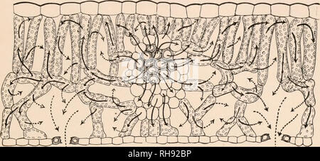 Leaf blade with stomata, mesophyll, a vein Stock Photo - Alamy