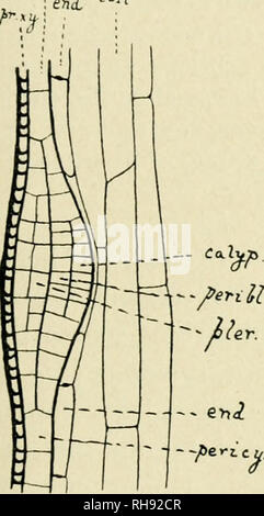 Mature Barley Structure Stock Photo - Alamy