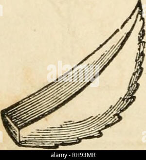 Botany of the Southern states . Acinaciform leaf. Lyrate leaf. Digitate ...