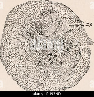 Cabbage plants with club root disease, a fungal infection which ...