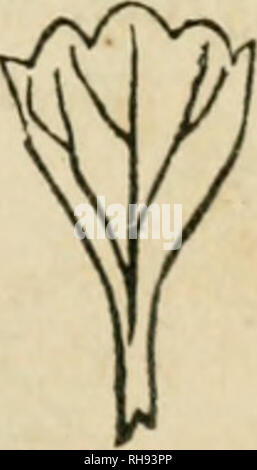 Botany of the Southern states . Sagittate leaf. Hastate leaf. Cuneate ...