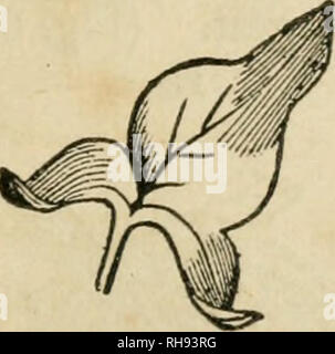 Botany of the Southern states . Sagittate leaf. Hastate leaf. Cuneate ...