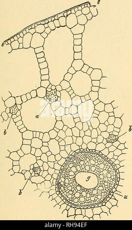 . Botany for high schools. Botany. STRUCTURE OF STEMS 55 from the ...
