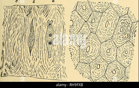 . Botany for high schools and colleges. Botany. 60 BOTANY.. Fig. 46 ...