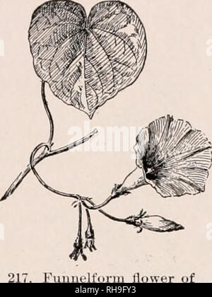 . Elementary botany . Fig Morning-glory (Convol- vulus sepium). arrow ...