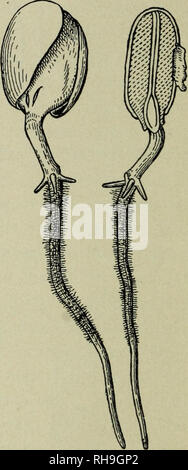 . Botany for high schools. Botany. PARTS OF SEEDS: CORN SEEDLINGS 9 ...