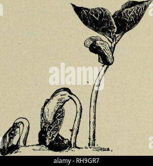 . Botany for high schools. Botany. Fig. 4. Bean seeds germinating, seed ...