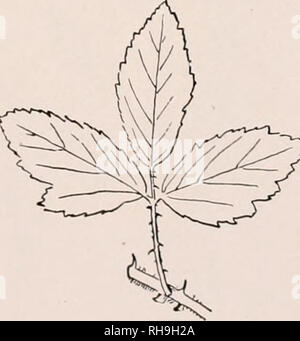 . Botany, an elementary text for schools. Botany. WHERE BUDS ARE 37. 53 ...