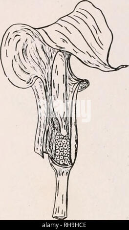 . Botany for agricultural students . Botany. 24 FLOWERS banner; the two ...