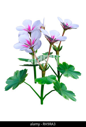3D rendering of viola flowers isolated on white background Stock Photo ...