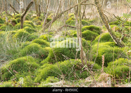sphagnum moss, peat moss, bog moss, hummocks, mounds, swamp, bog ...