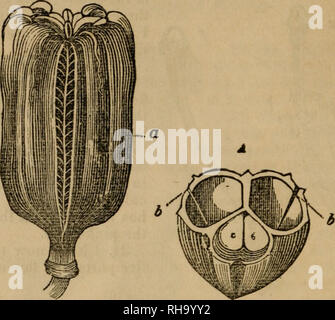 . Beginners' botany. Botany. 36 BEGINNERS' BOTANY Some plants bear ...