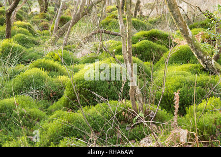sphagnum moss, peat moss, bog moss, hummocks, mounds, swamp, bog ...