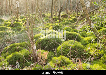 sphagnum moss, peat moss, bog moss, hummocks, mounds, swamp, bog ...