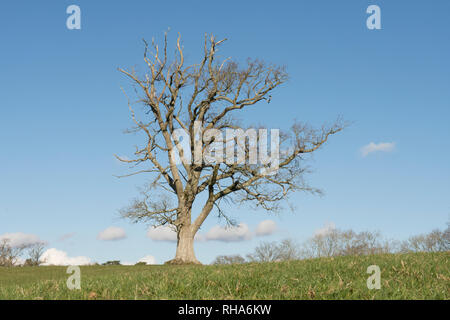oak tree suffering from dieback, Sussex, UK, January Stock Photo - Alamy