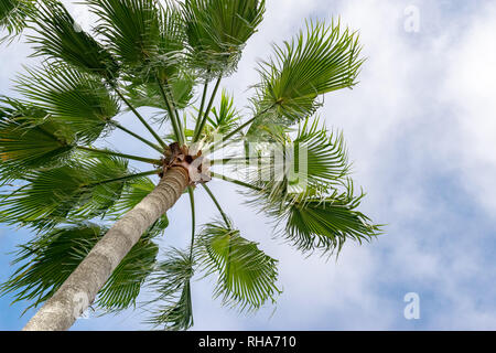 Fan-shaped palm tree (Arecaceae), close-up Stock Photo - Alamy