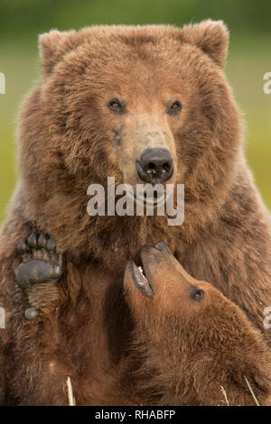 Wild brown bear cub close-up Stock Photo - Alamy