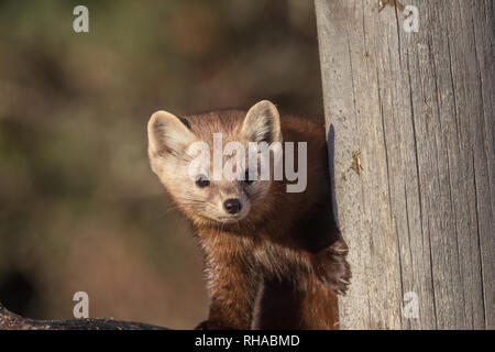Close up of North American Marten or Fisher lounging on a dead tree ...